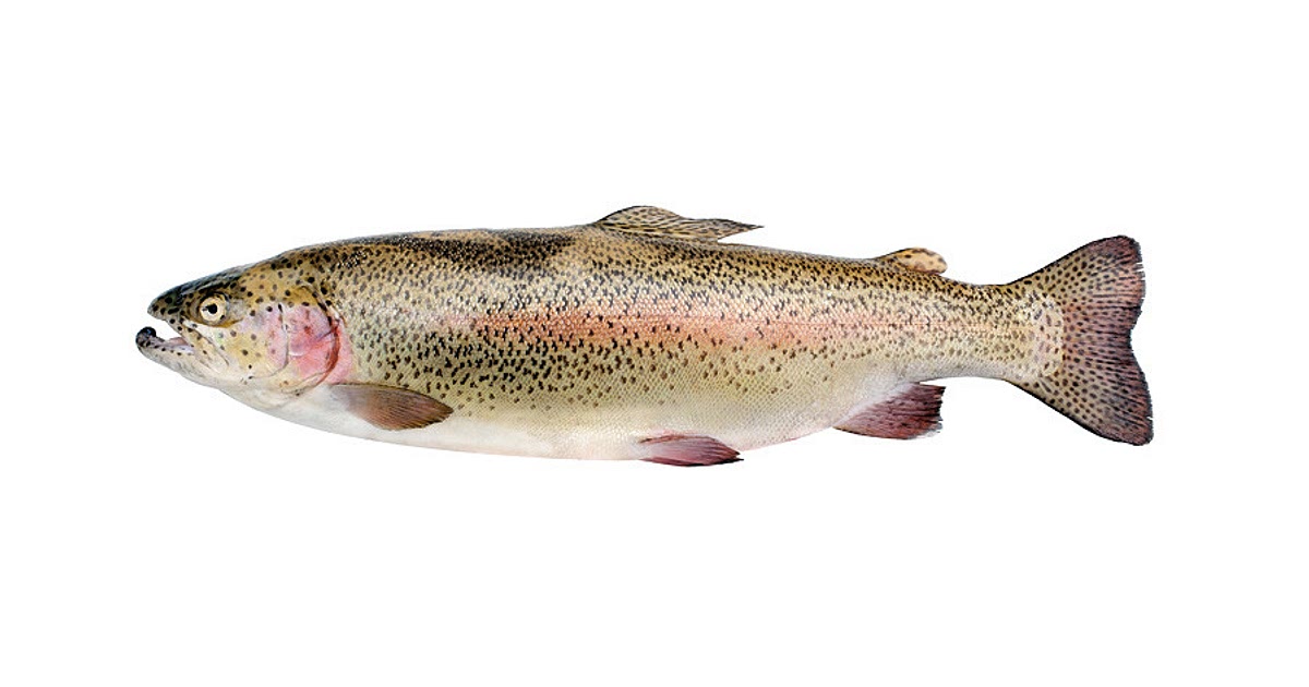 70 Easy Trout Recipes