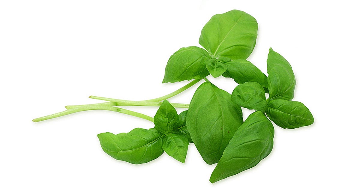 2911 Easy Basil leaves Recipes