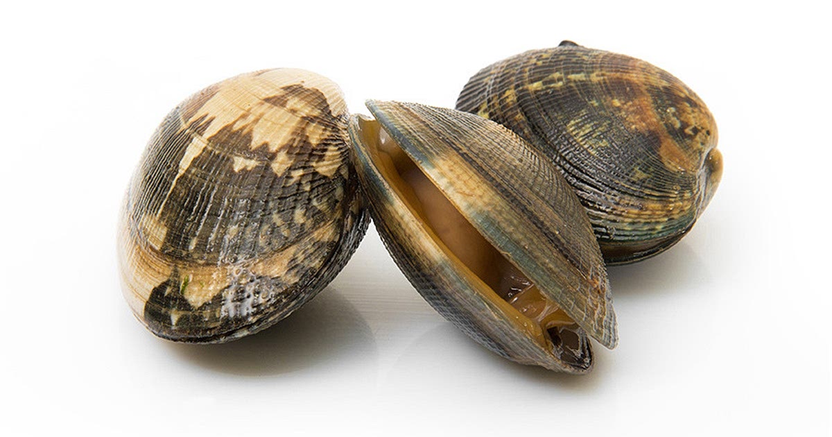 26 Easy Shells Recipes