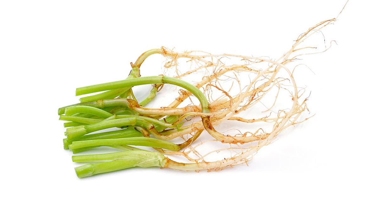 46 Easy Coriander root Recipes