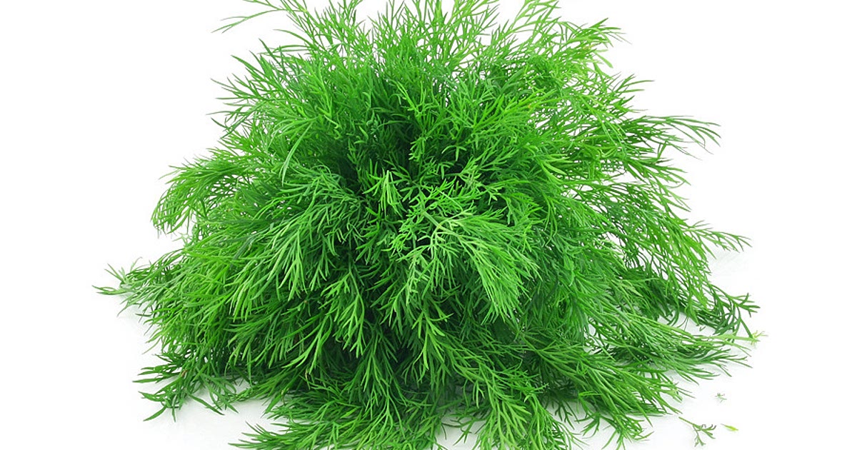 3209 Easy Dill Recipes