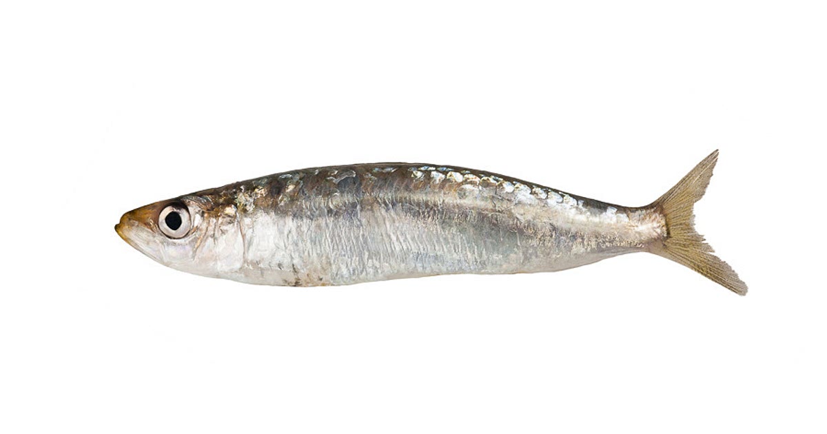 25 Easy Sardines Recipes