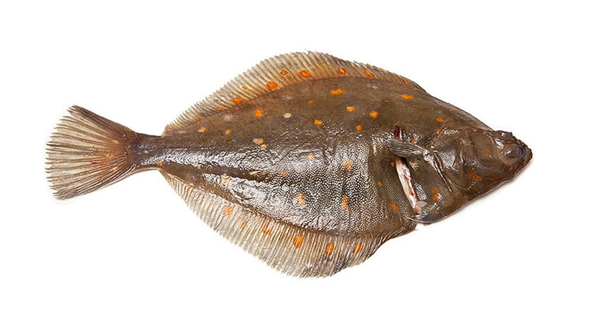 Easy Olive flounder Recipes