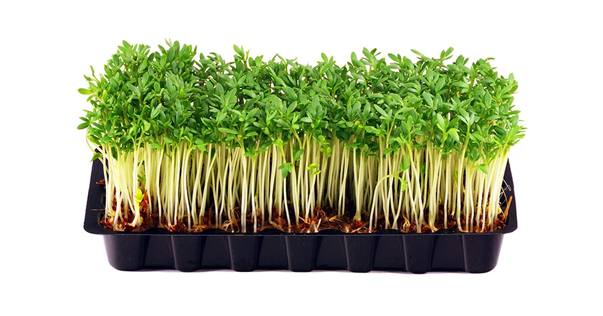 3 Easy Mustard cress Recipes