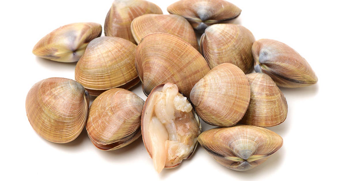 Easy Tuatua clam Recipes