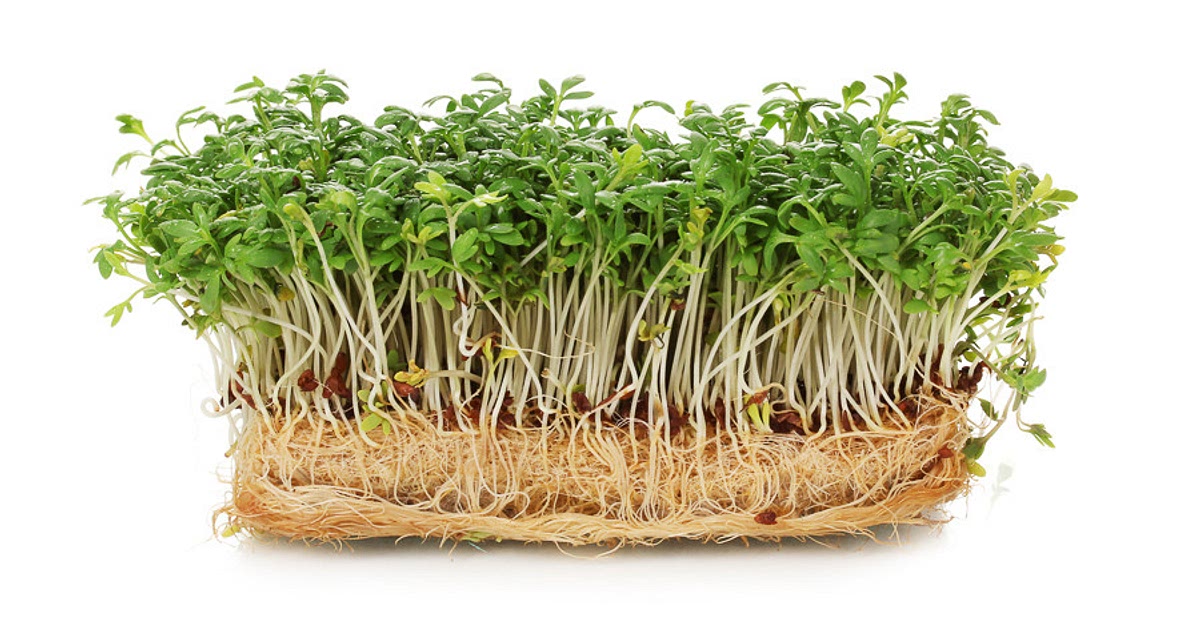 3 Easy Micro radish Recipes