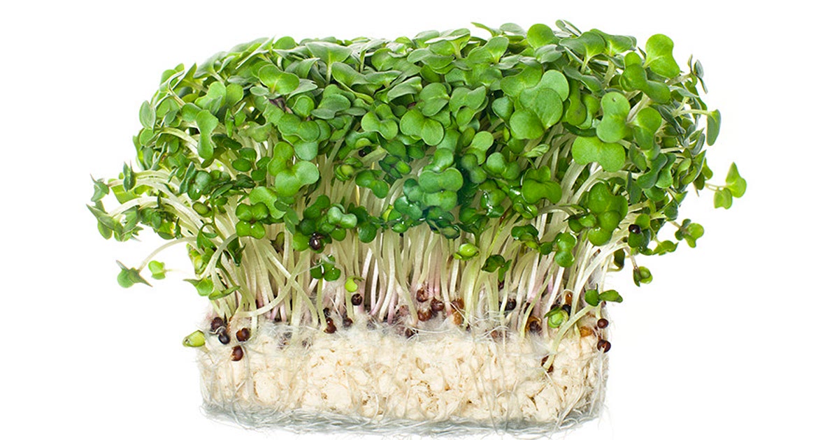 31 Easy Cress Recipes