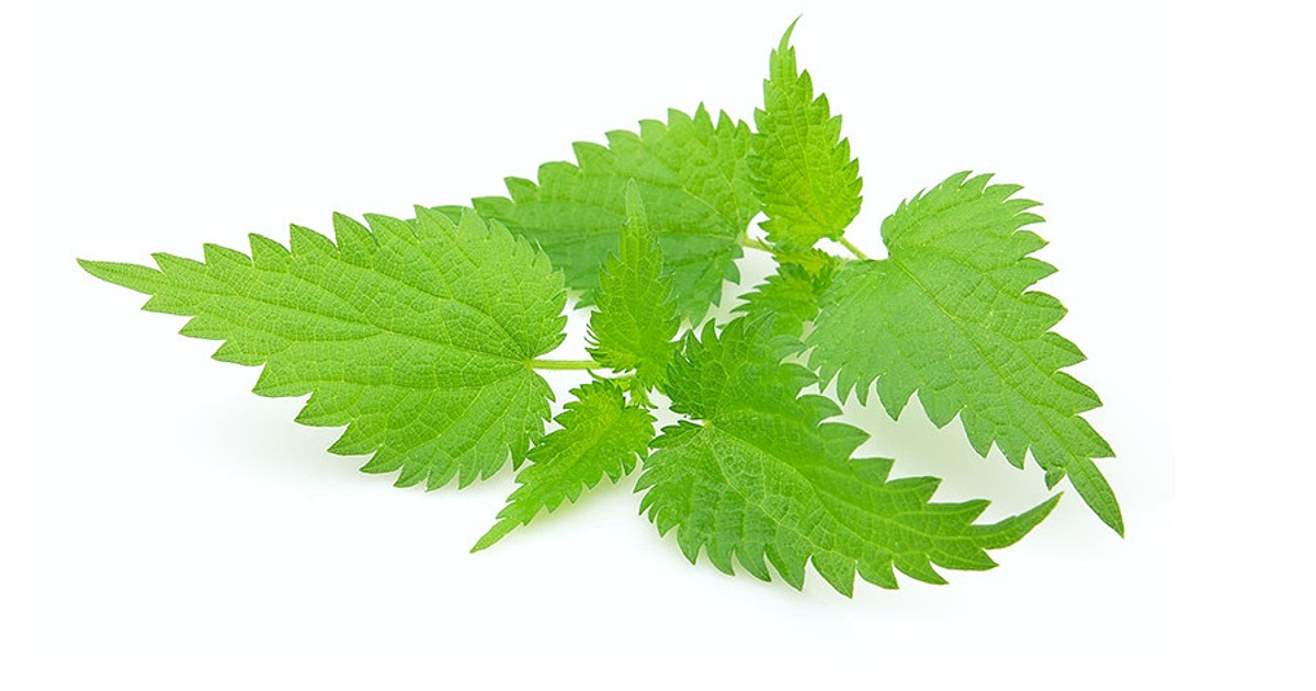 14 Easy Nettle Recipes