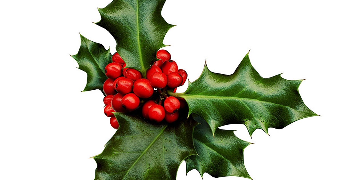 3 Easy Holly leaves Recipes