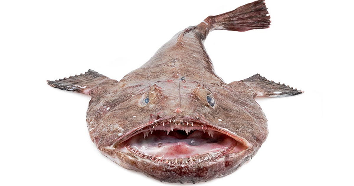 12 Easy Monkfish Recipes