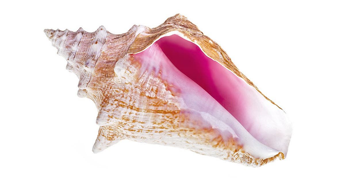 7 Easy Conch Recipes