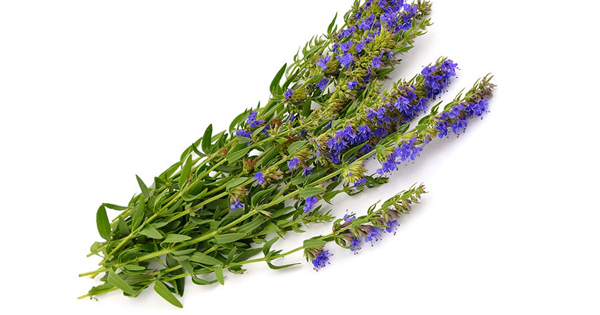 1 Easy Hyssop Recipes