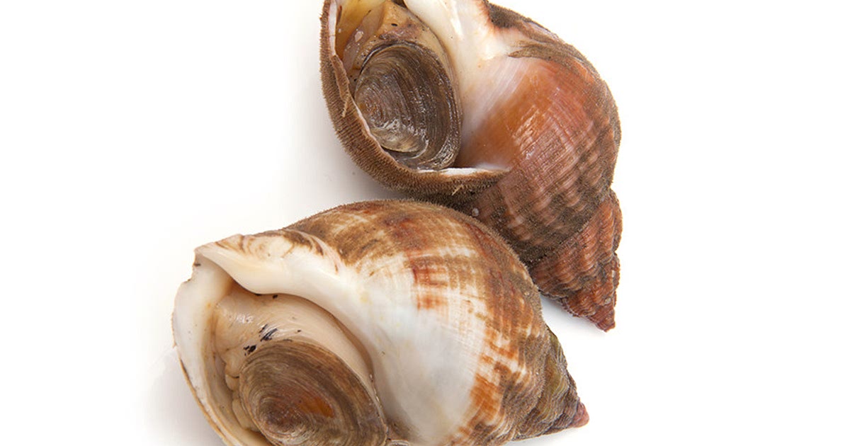 Easy Bladder moon snail Recipes