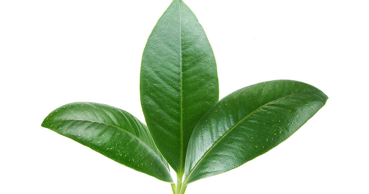 4 Easy Tapioca leaves Recipes