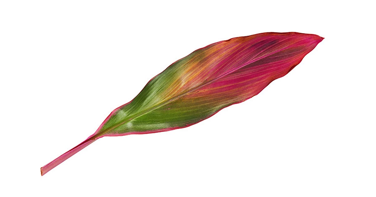 Easy Ti leaves Recipes