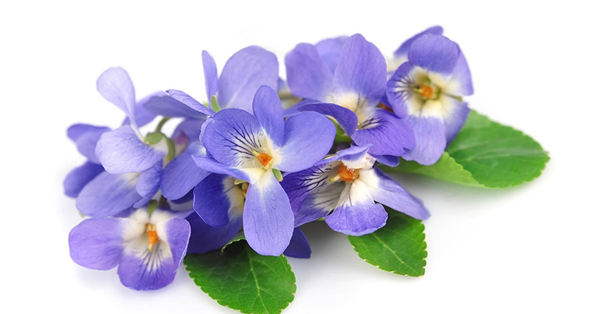 8 Easy Violets Recipes