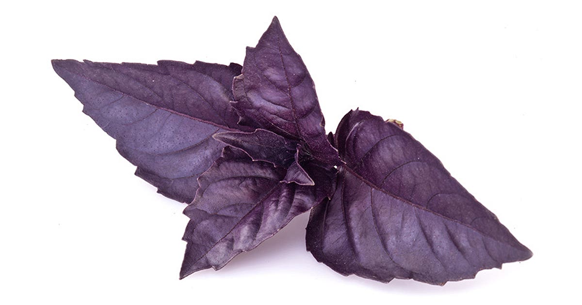 6 Easy Purple basil Recipes