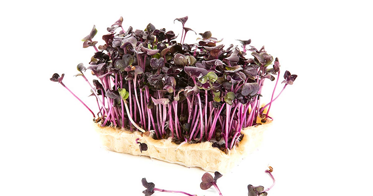 Easy Red cress Recipes