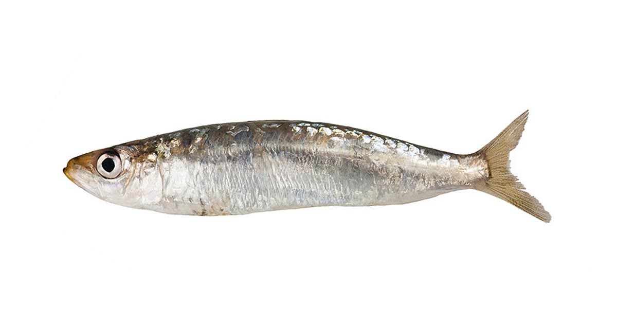 7 Easy Smelt Recipes