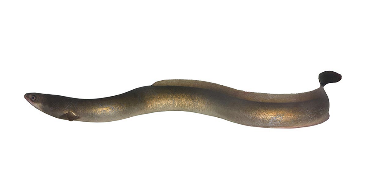Easy Hagfish Recipes
