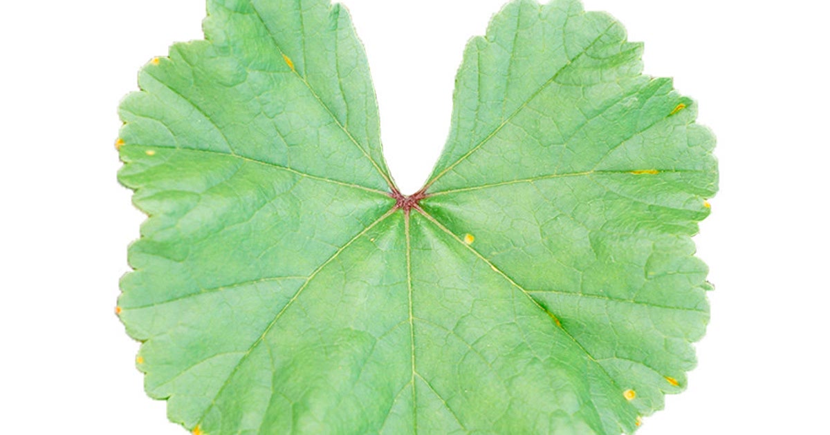 2 Easy Malva mallow leaves Recipes