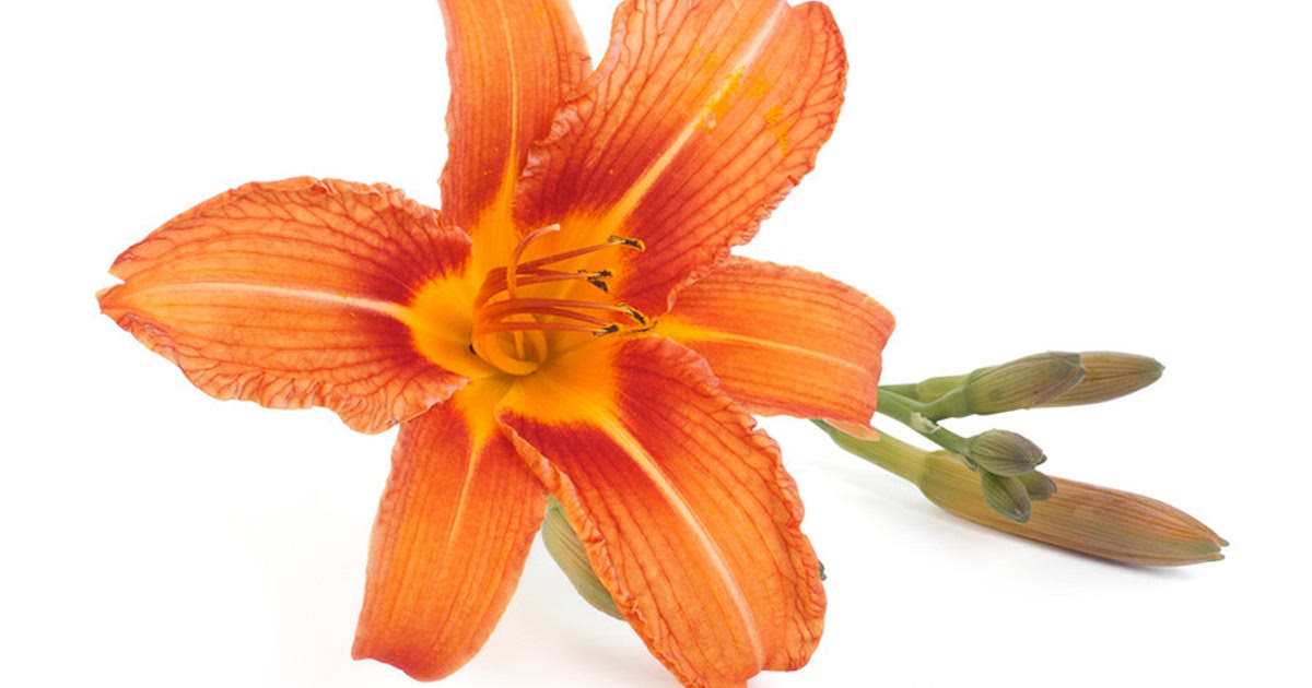 Easy Day lily Recipes