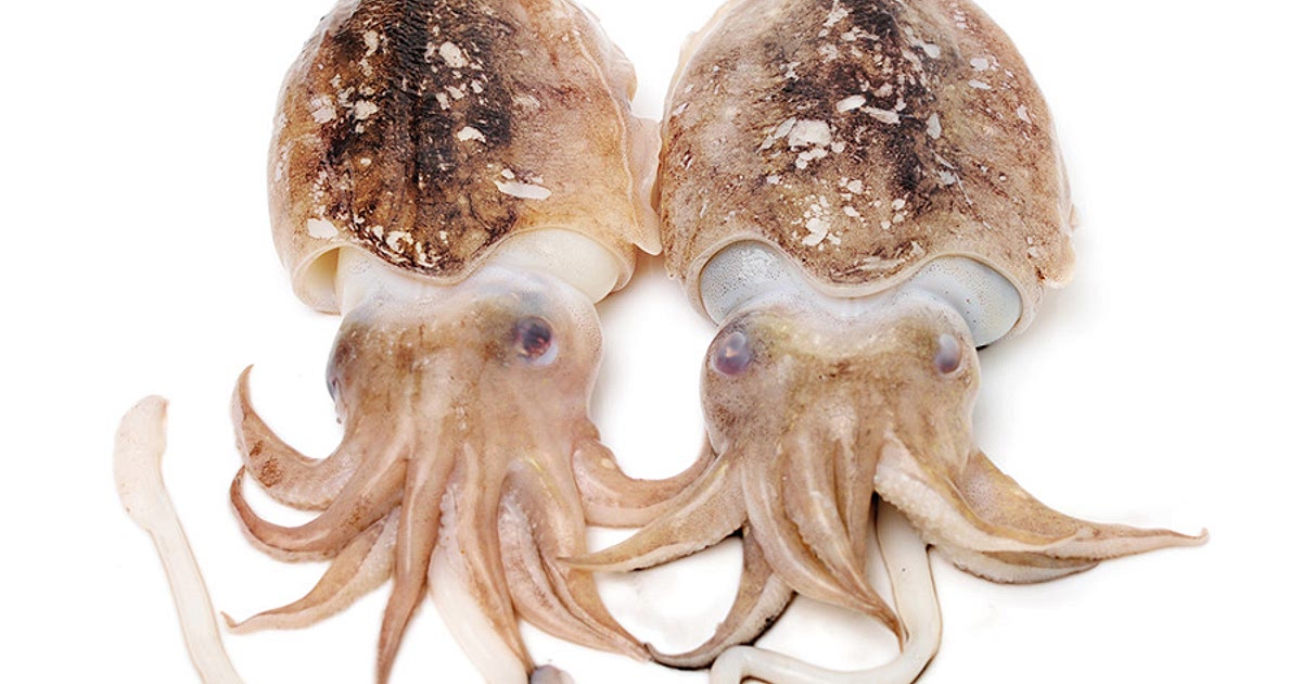 7 Easy Cuttlefish Recipes