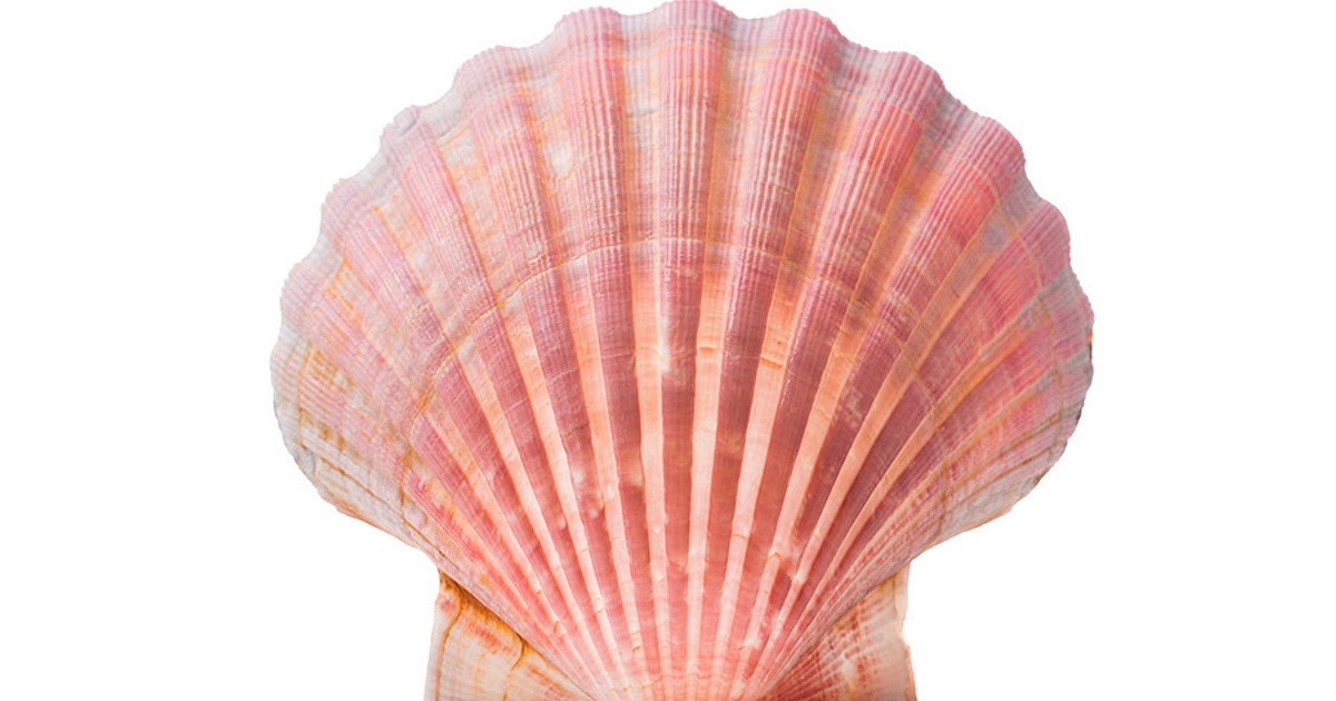 Easy Red scallop Recipes