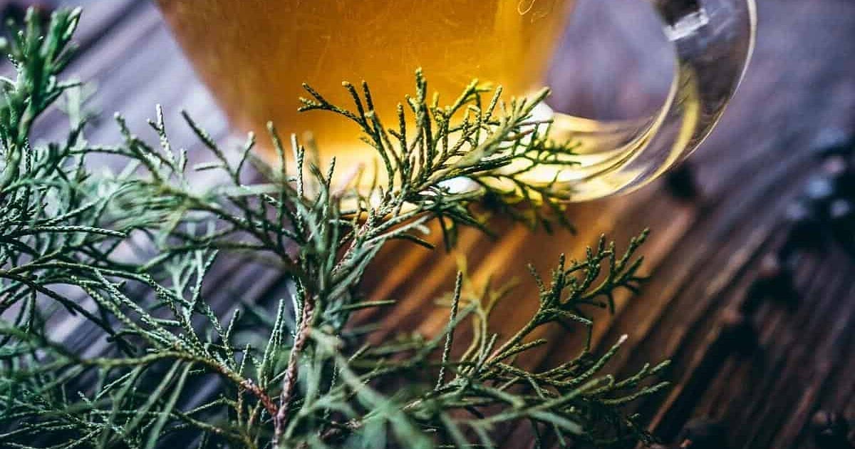 Juniper Berry Tea Recipe | Samsung Food App