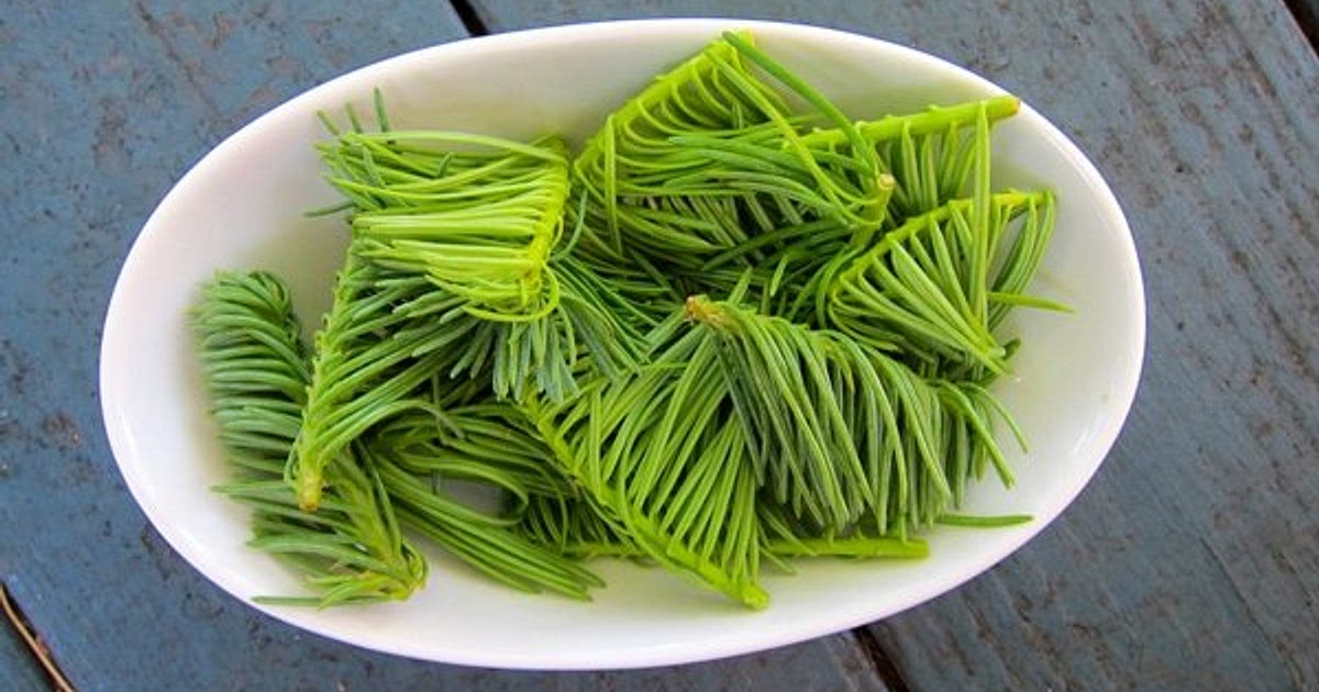 Spruce Tip Syrup Recipe | Samsung Food App