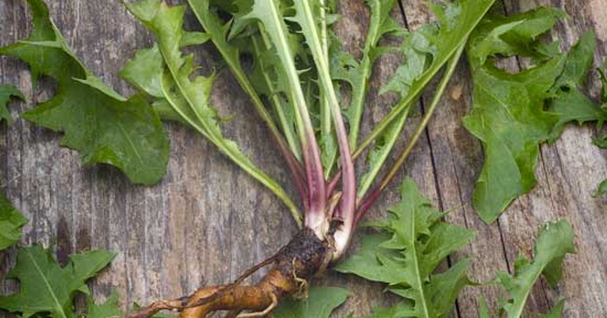 Homemade Dandelion Beer Recipe | Samsung Food App