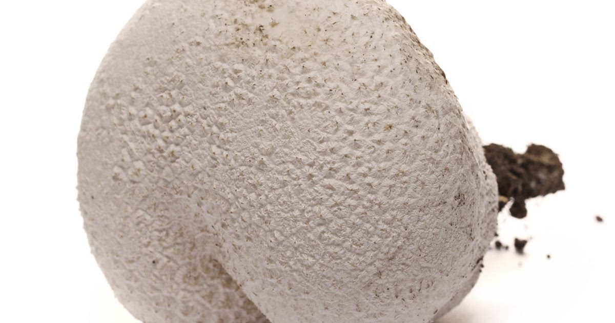 1 Easy Puffball wild mushroom Recipes