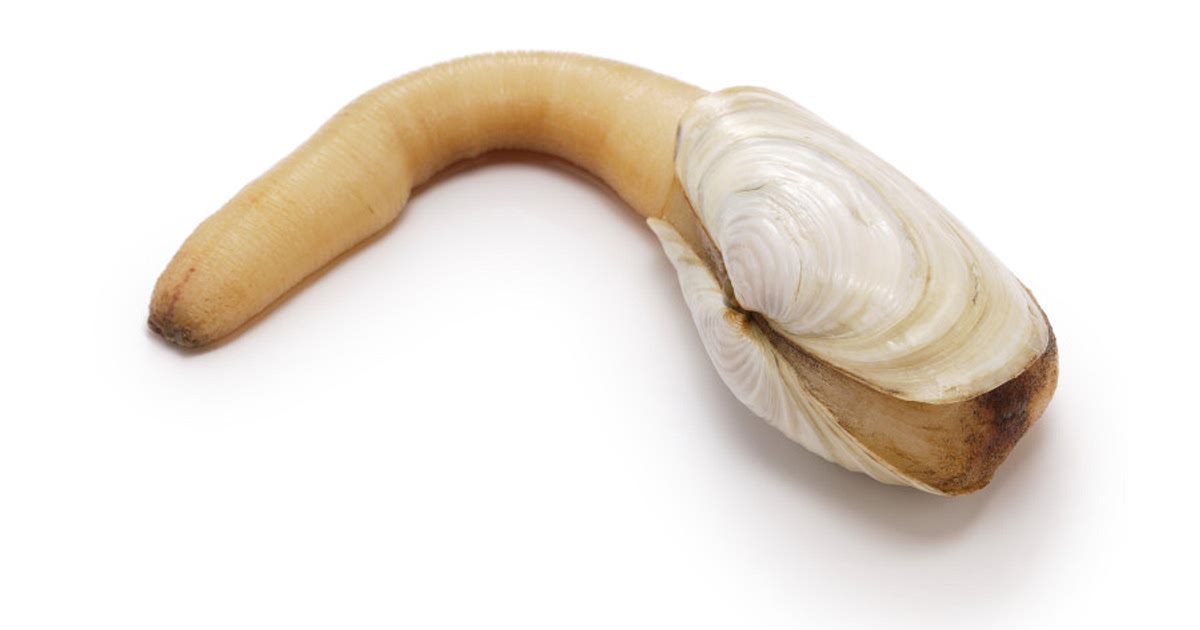 Easy Geoduck clam Recipes