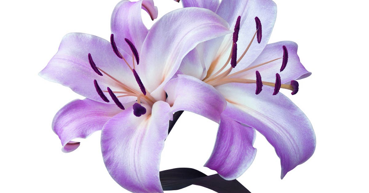 5 Easy Lily flower Recipes