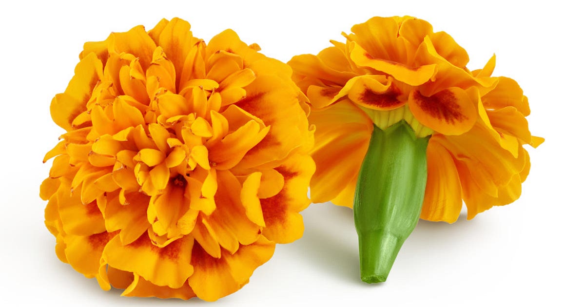 3 Easy Marigold flower Recipes