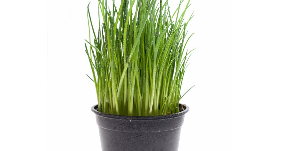 Easy Growing chives Recipes