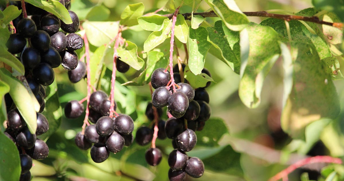 Berry Pudding (Northern Cheyennes make Chokecherry Pudding) Recipe ...